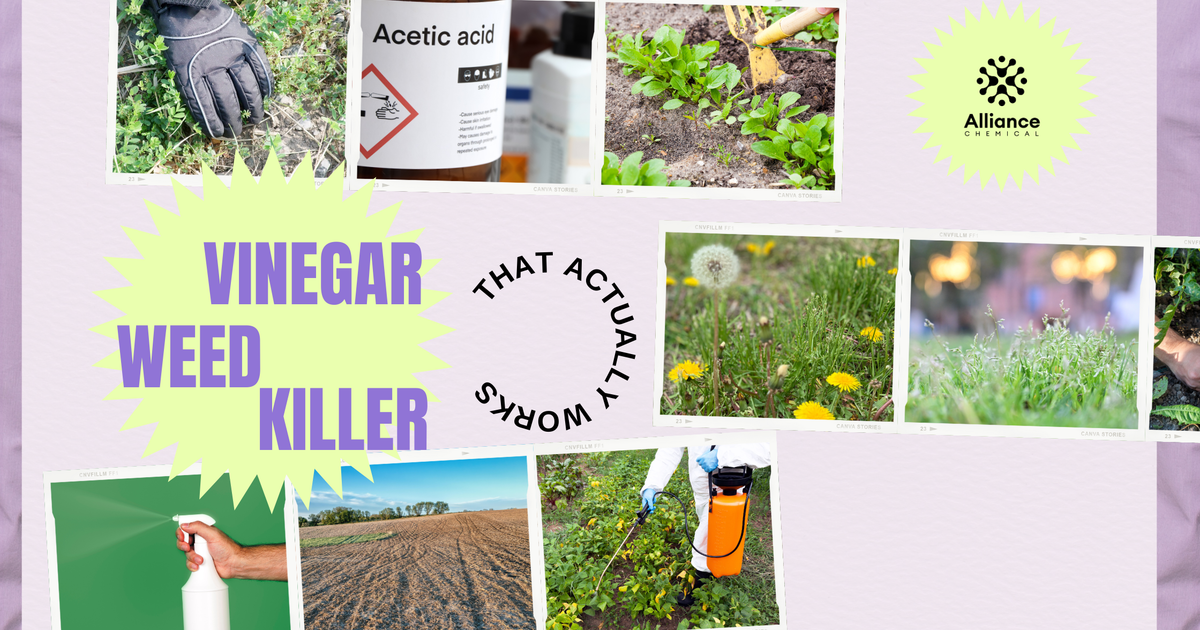 The Vinegar Weed Killer That Actually Works (Hint: Not Your Pantry)