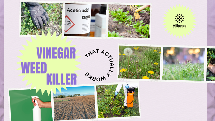 The Best Weed Killer: 30% Industrial Vinegar Guide